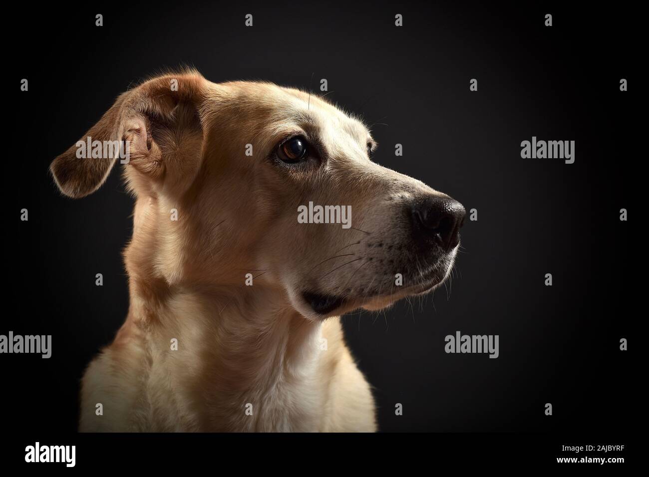 in studio pet portraits Stock Photo - Alamy