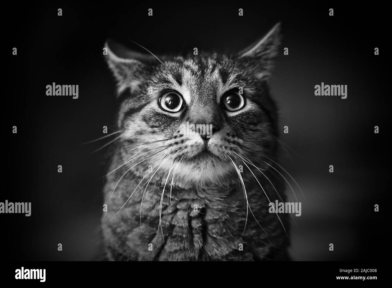 Cats in studio Black and White Stock Photos & Images - Alamy