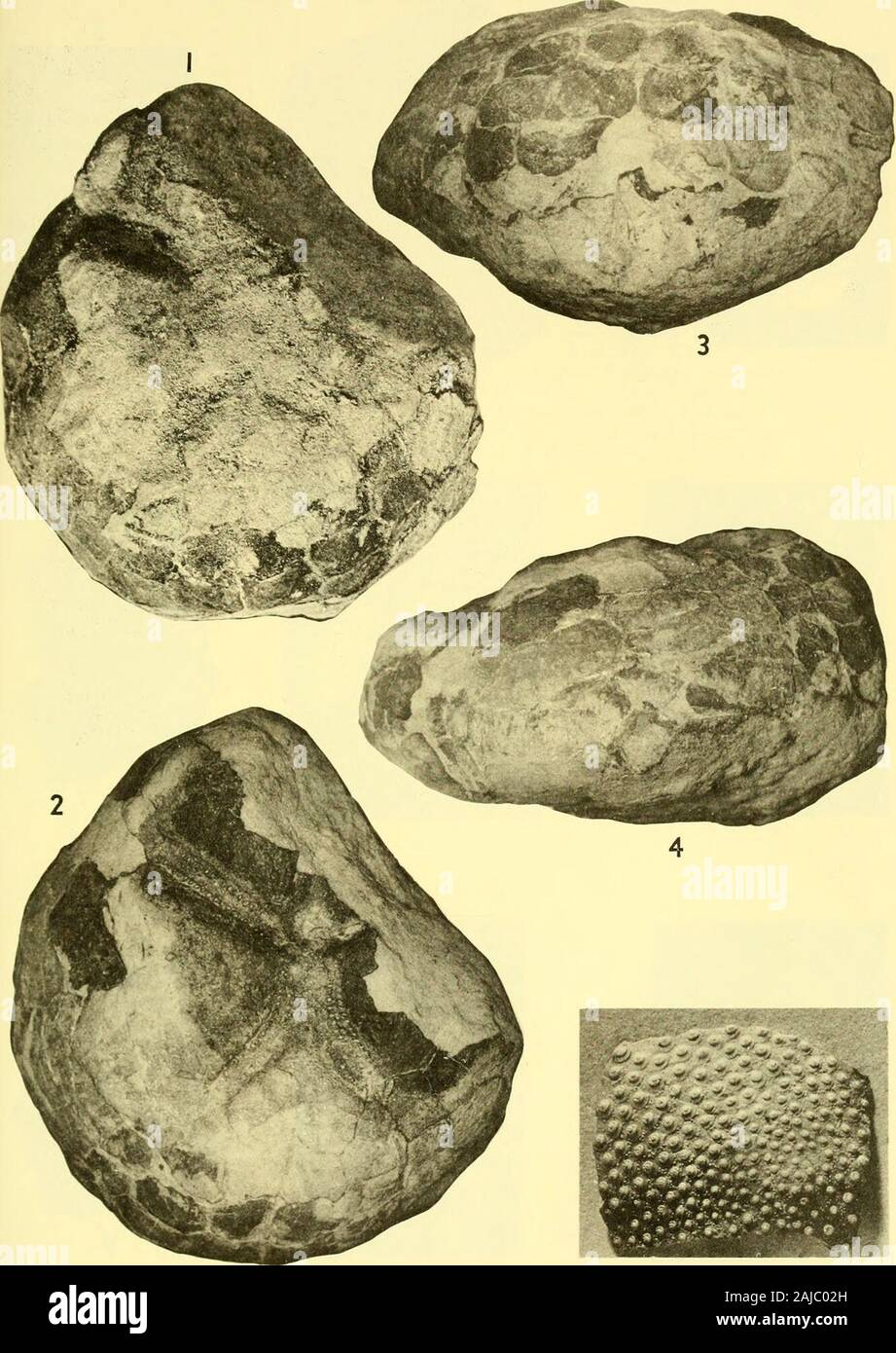 Playa atlantica hi-res stock photography and images - Alamy