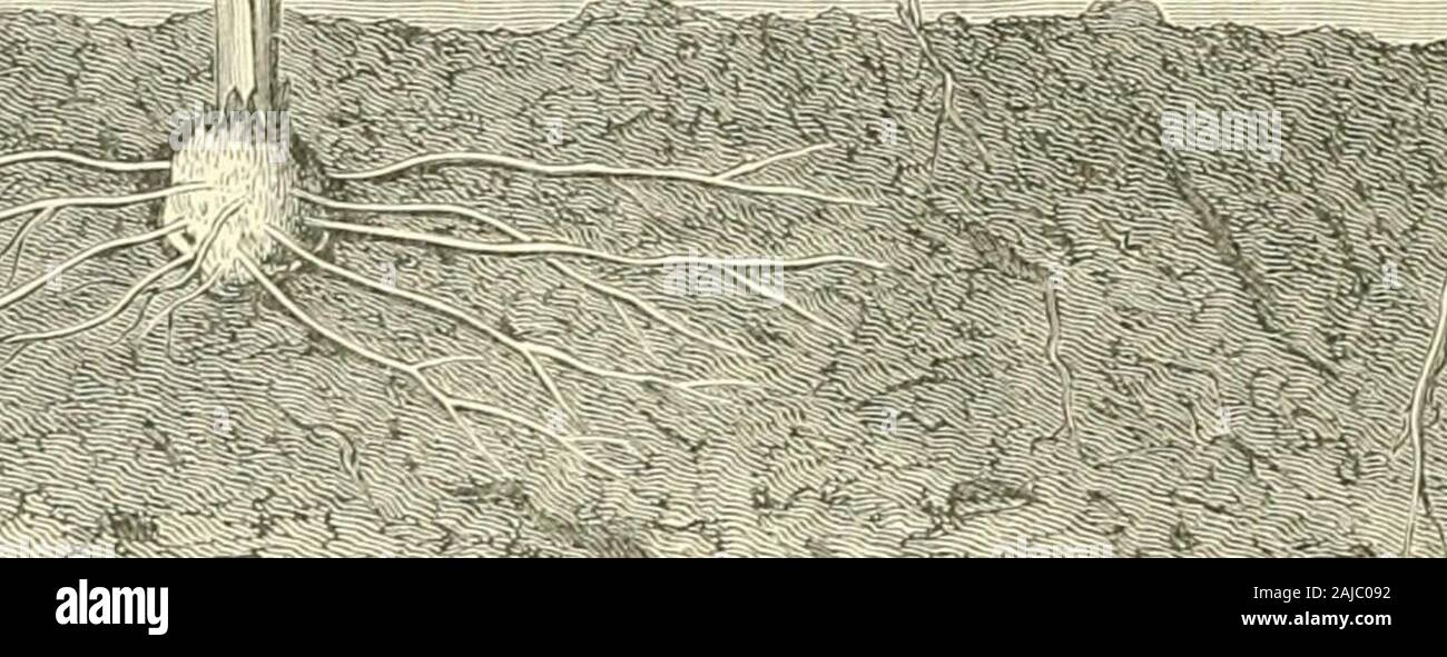 The natural history of plants, their forms, growth, reproduction, and ...