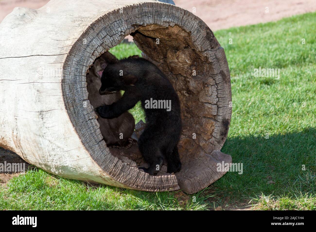 Bear inside zoo hi-res stock photography and images - Alamy