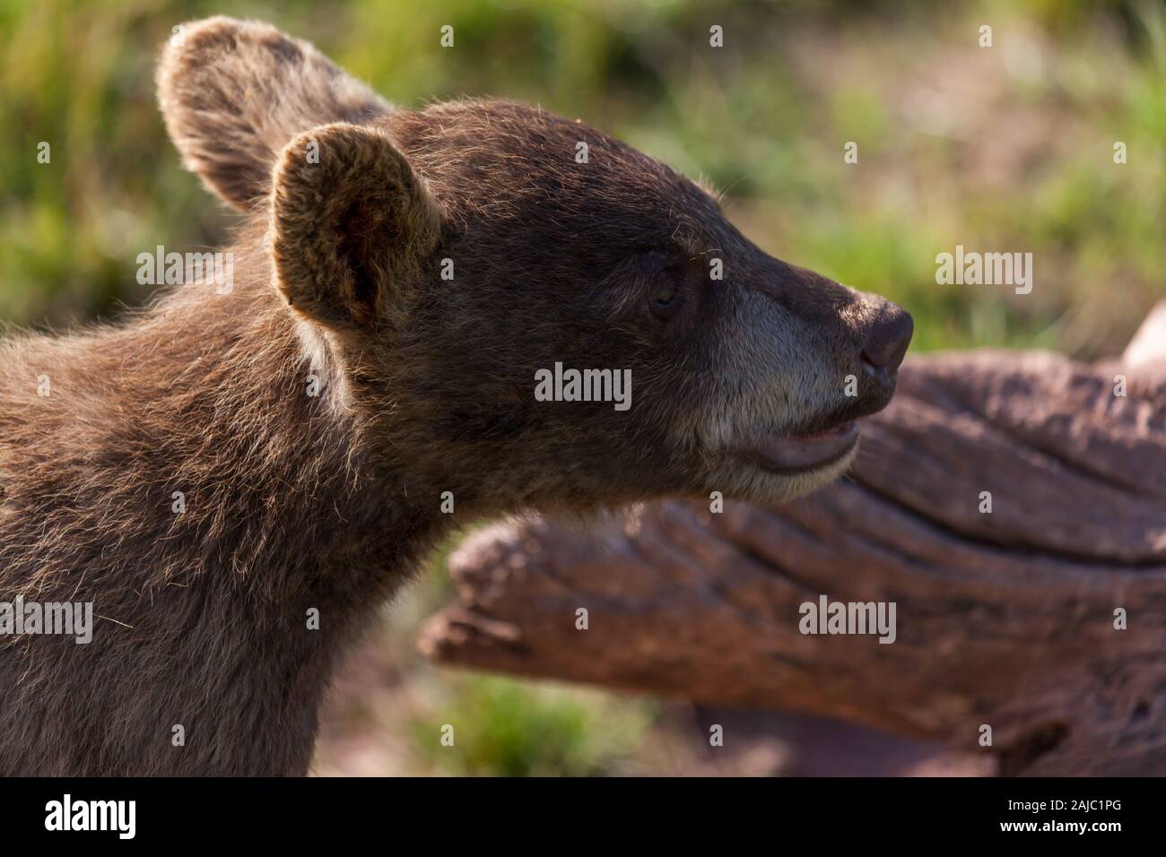 The profile of a cute little brown bear in the afternoon sunshine Stock ...