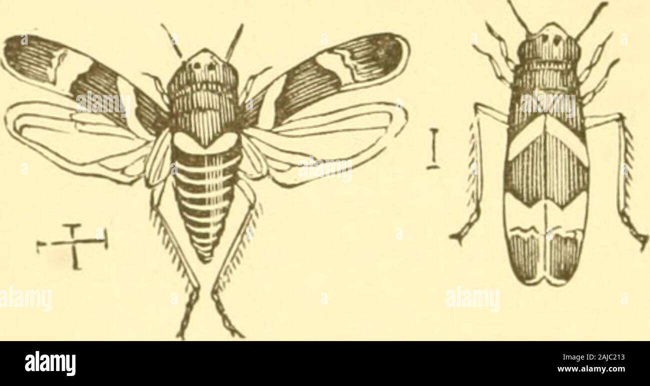 Insects injurious to fruits . t with its wingsexpanded, the otherthe ...