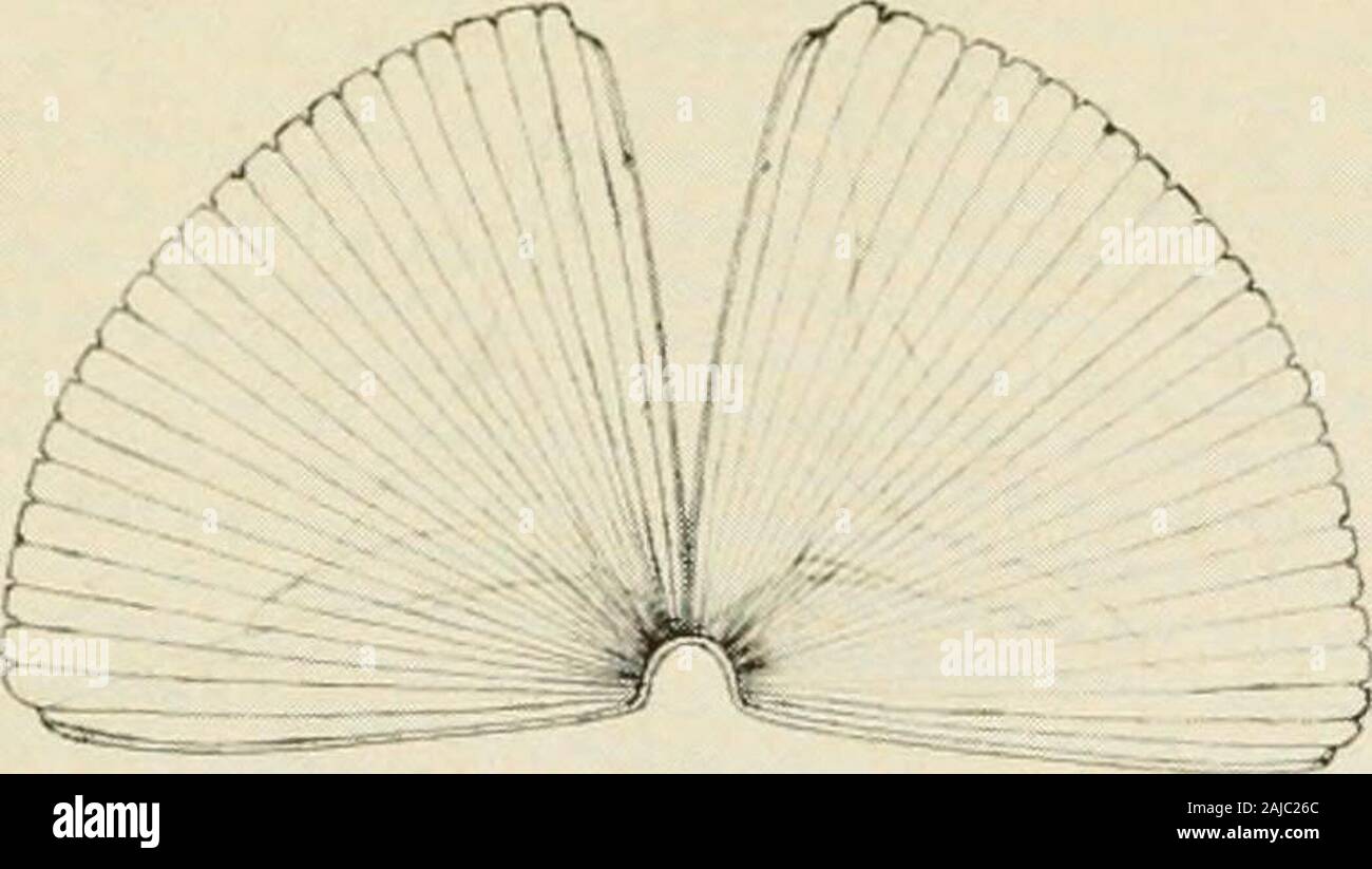 Frustule hi-res stock photography and images - Alamy