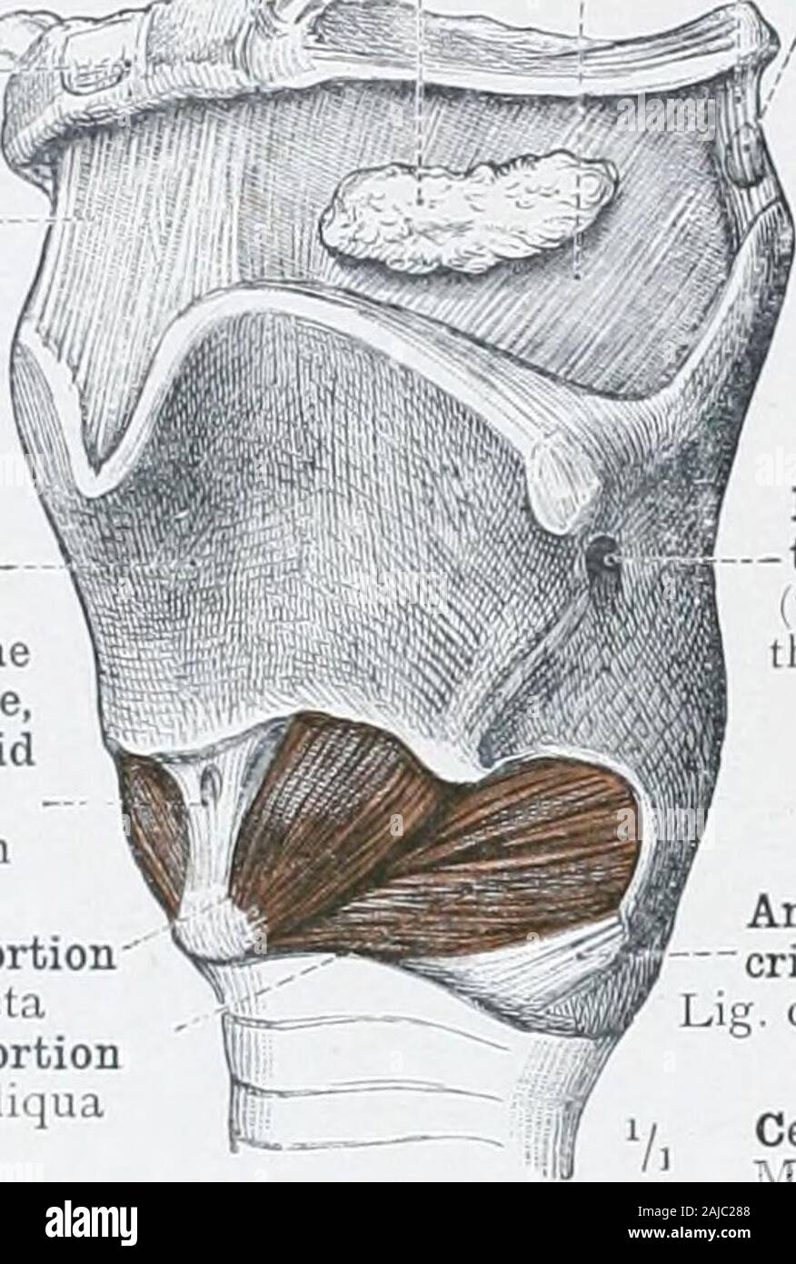 Conus Elasticus Larynx