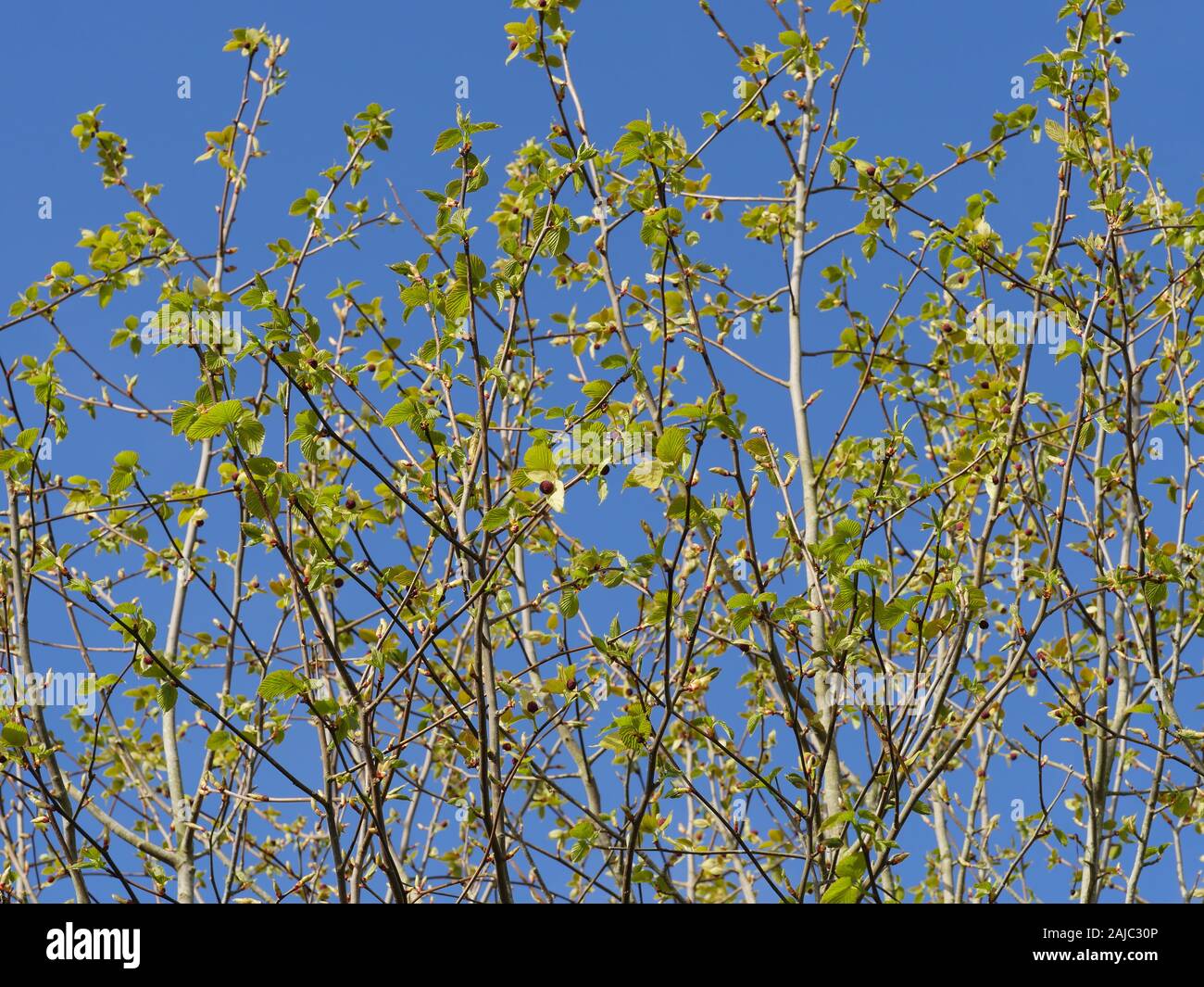 Davidia involucrata dove tree handkerchief tree hi-res stock ...