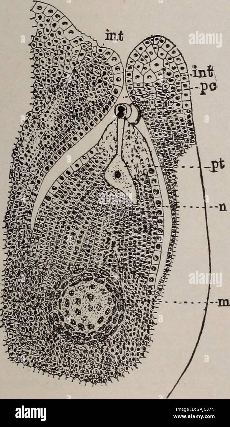Oes cap hi-res stock photography and images - Alamy