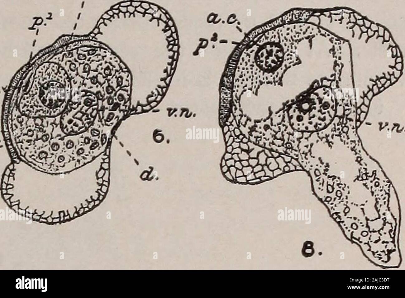 Elementary botany . llination takes place. 620. Female prothallium of ...