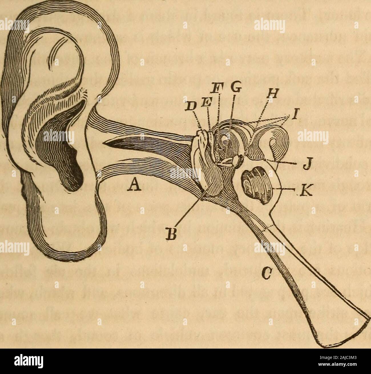 Three parts of the ear hi-res stock photography and images - Alamy