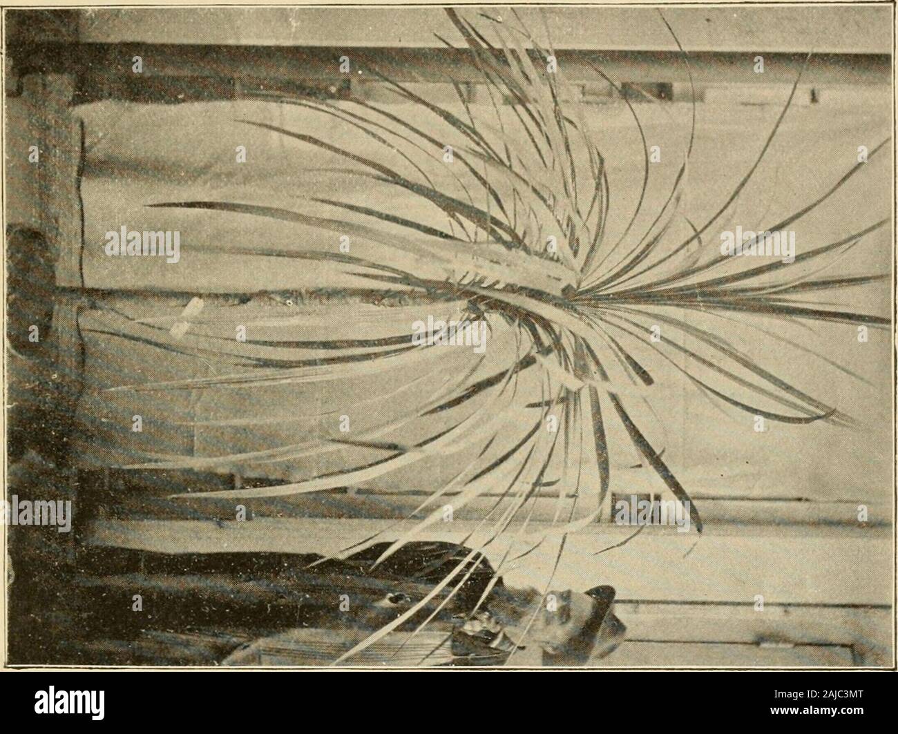 A descriptive catalogue of useful fiber plants of the world : including ...