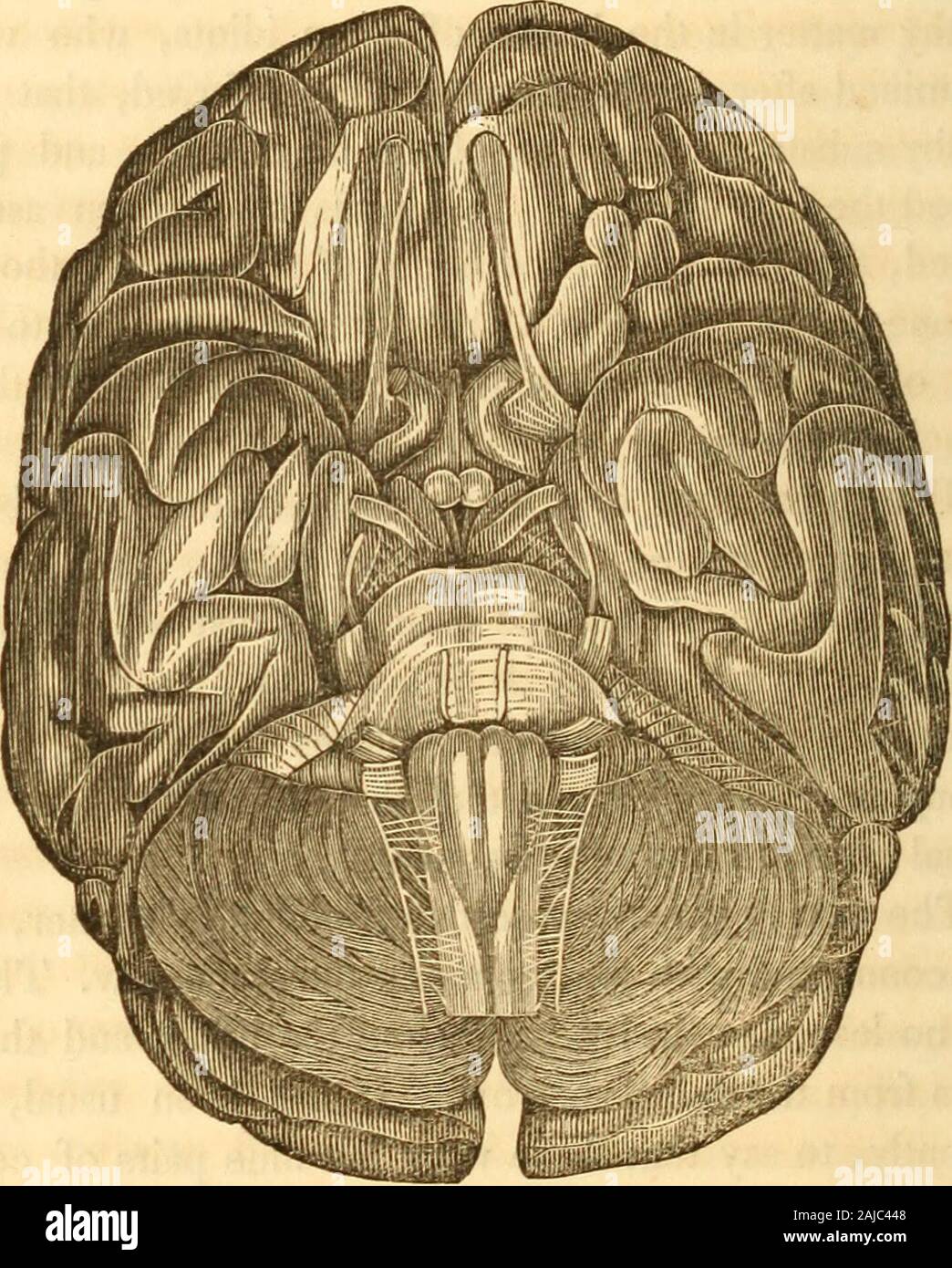 Spinal marrow nerves hi-res stock photography and images - Alamy