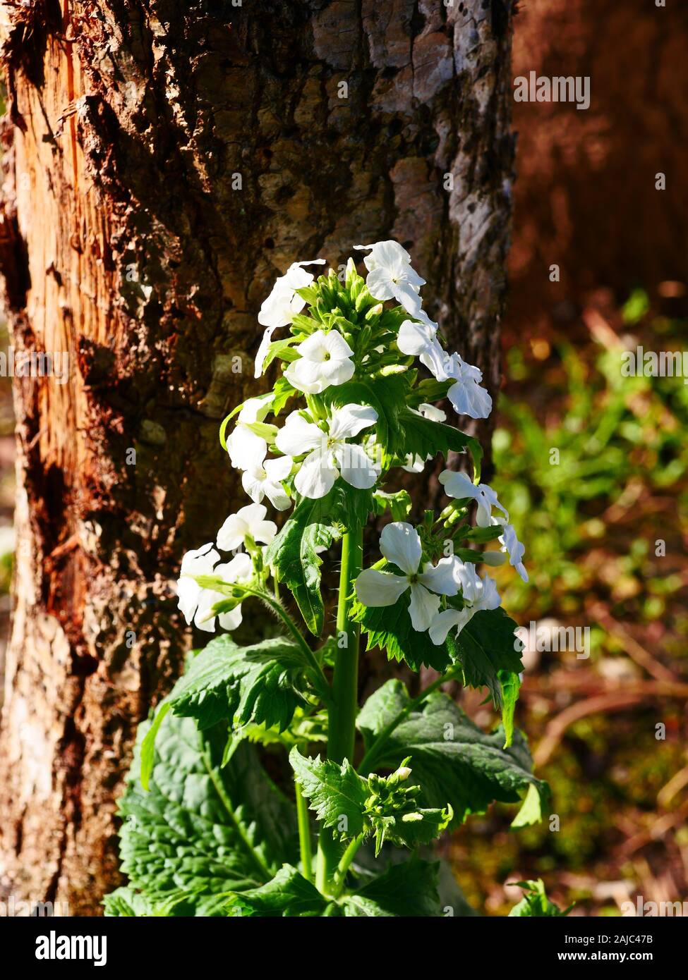 White honesty hi-res stock photography and images - Alamy