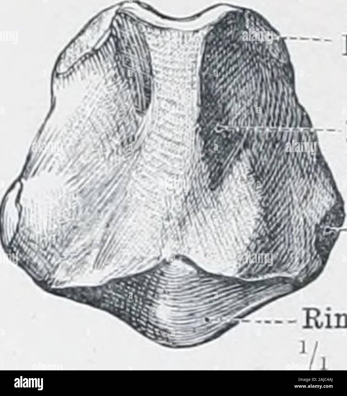 Cricoidea hi-res stock photography and images - Alamy