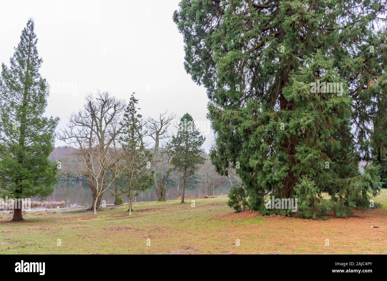 Beautiful rural area in England called Virginia water Stock Photo - Alamy