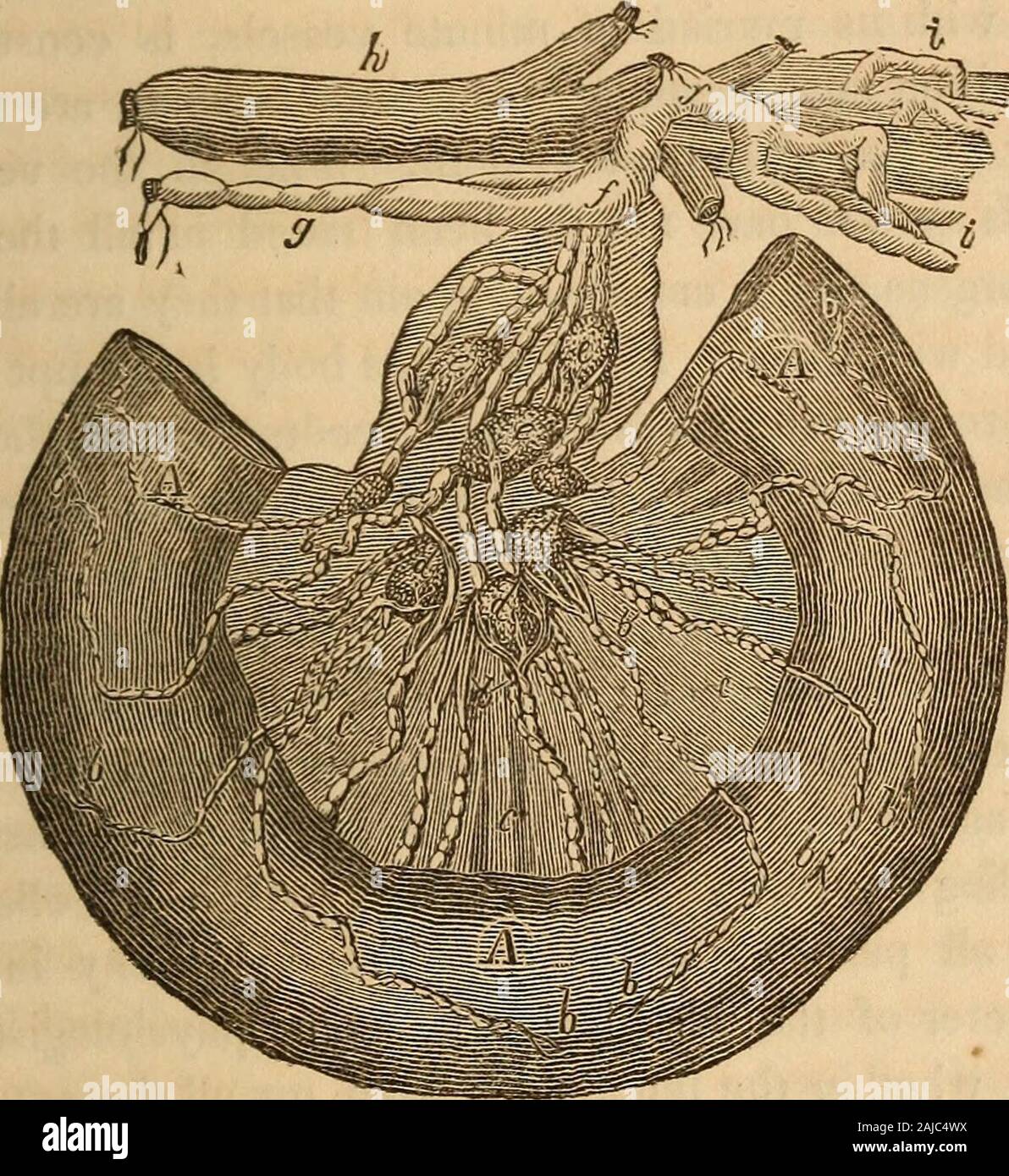 Chyle hi-res stock photography and images - Alamy