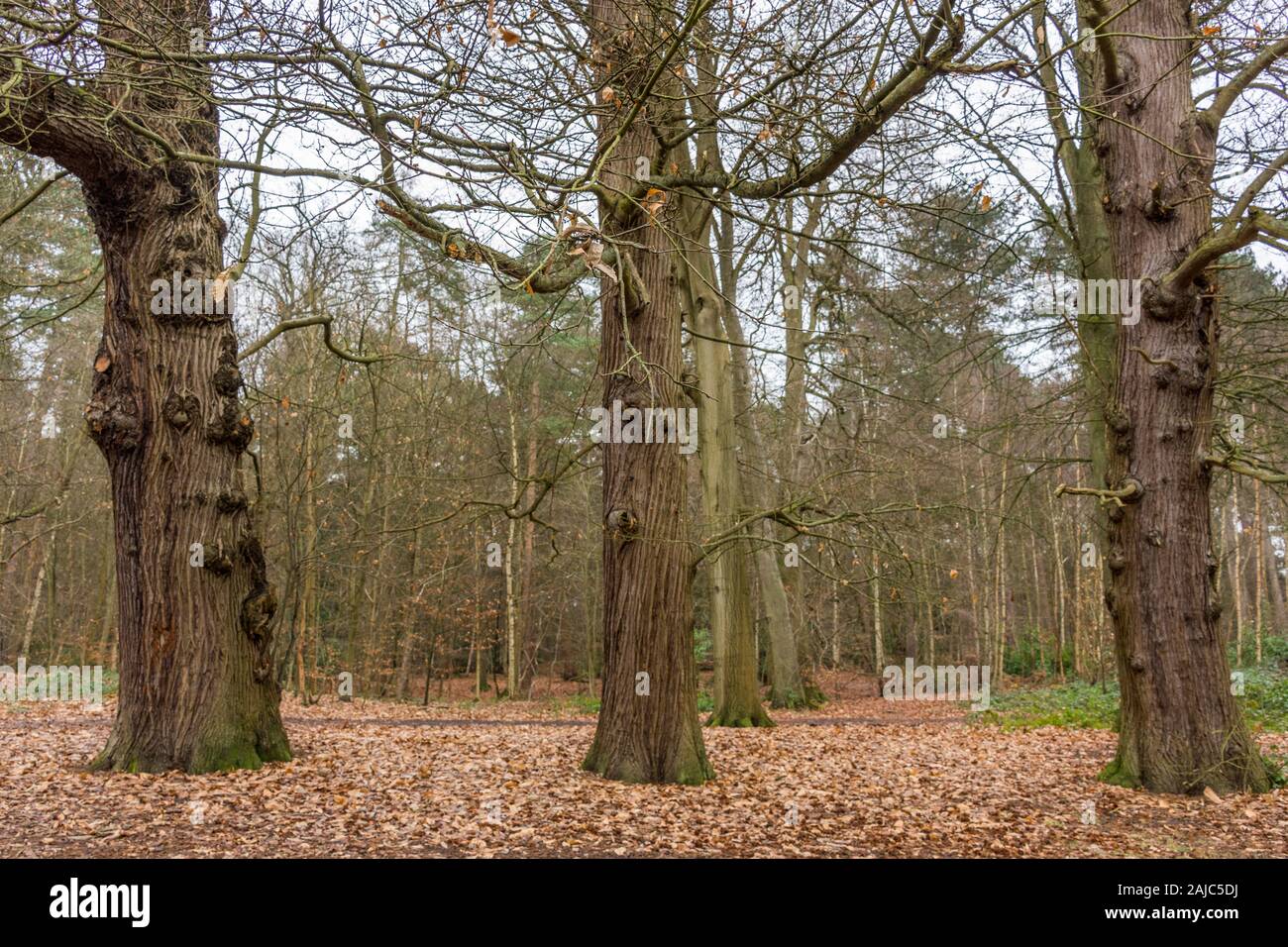 Beautiful rural area in England called Virginia water Stock Photo - Alamy