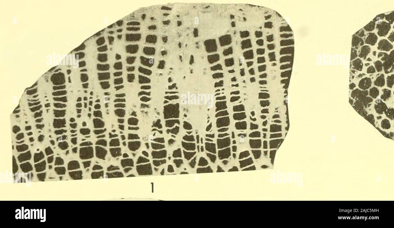 Bulletins of American paleontology . Bull. Amer. Paleont., Vol. 56 ...