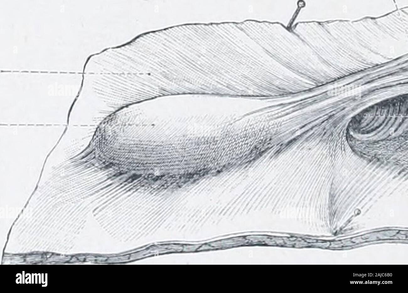 An atlas of human anatomy for students and physicians . ic branch from ...