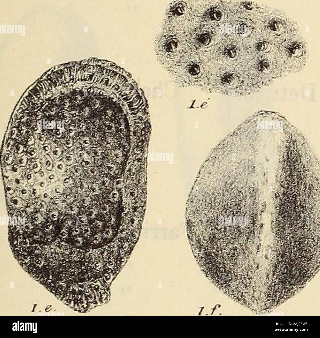 Monograph of the Palaeontographical Society . dorsal aspect, seen ...