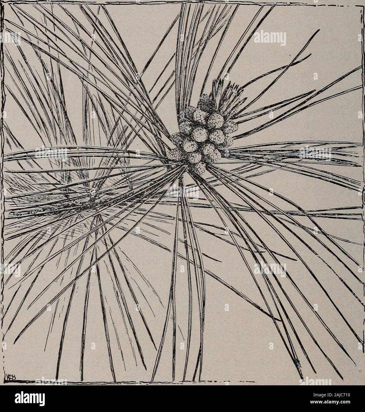 Elementary botany . the main stem or long branch. 609. The dwarf shoots ...
