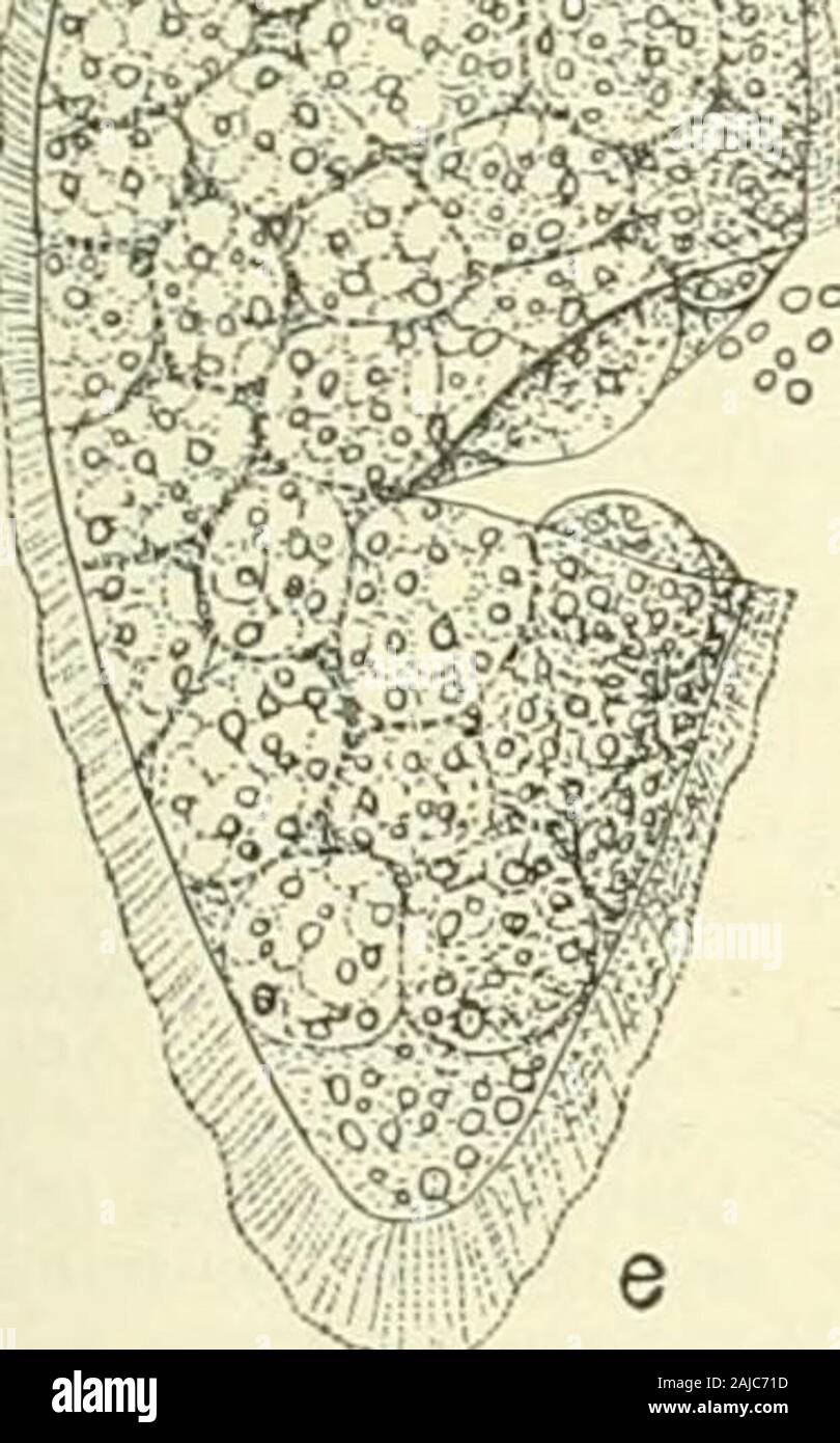 Sarcocystis High Resolution Stock Photography and Images - Alamy
