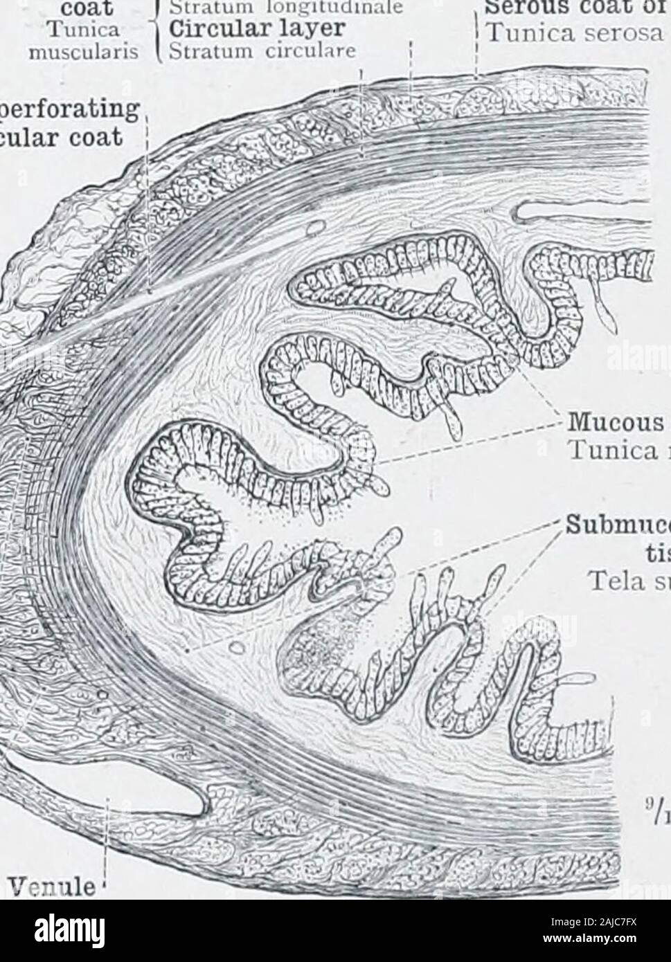An atlas of human anatomy for students and physicians . Connective ...