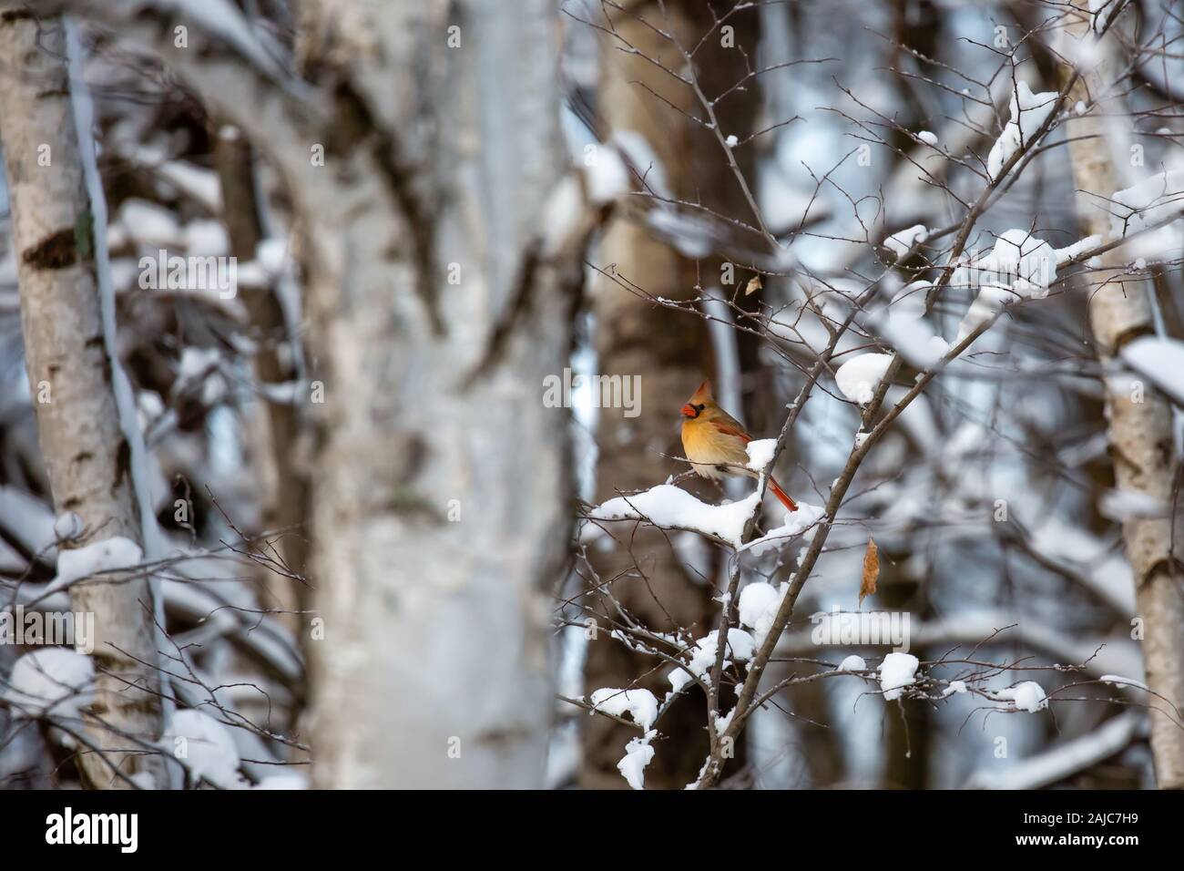 Forest cardinal hi-res stock photography and images - Alamy