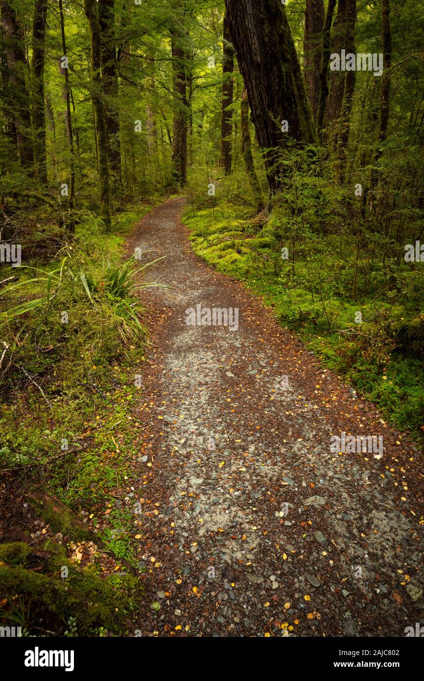 A section of walking track leading through pristine New Zealand ...