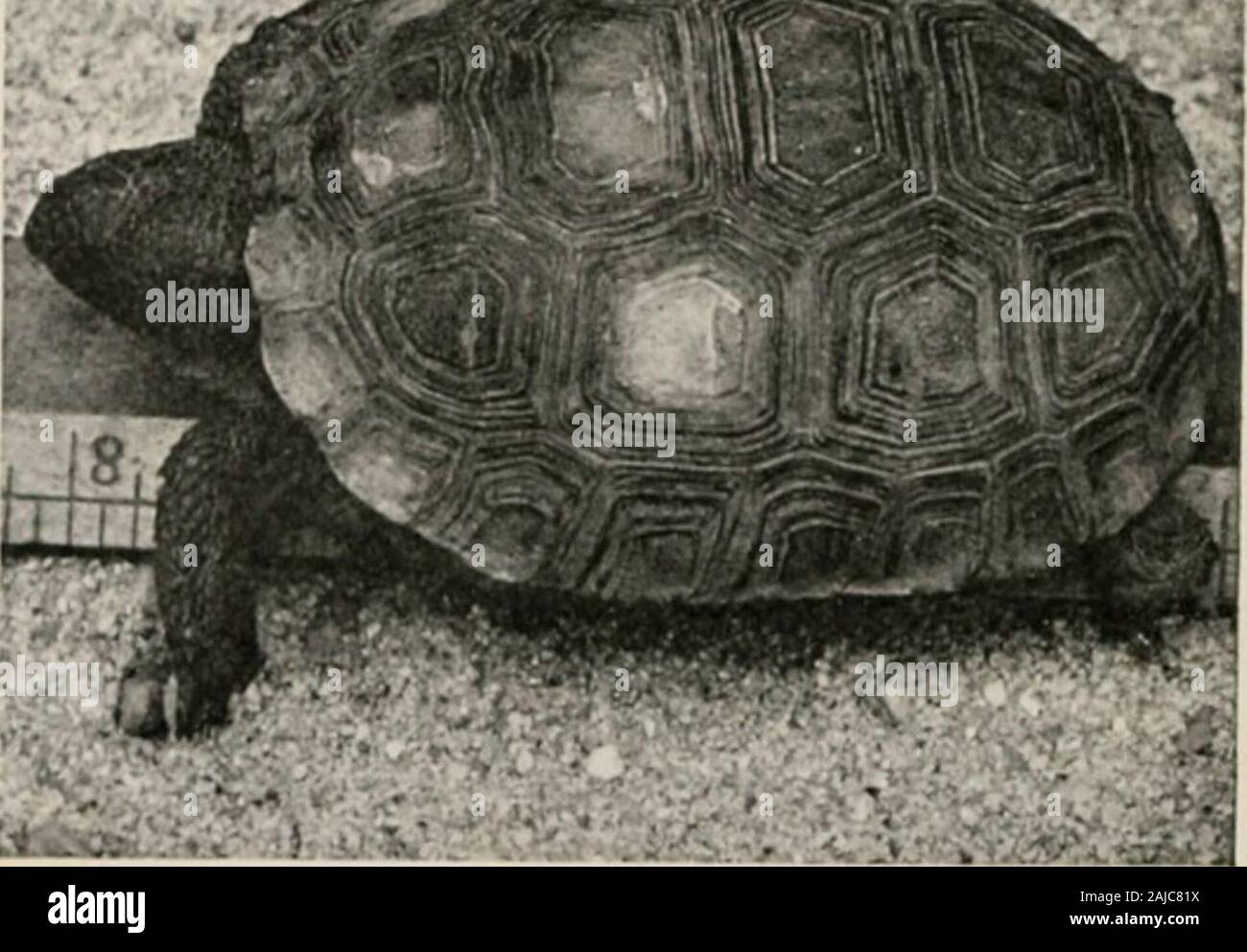 Snapping turtle show hi-res stock photography and images - Alamy