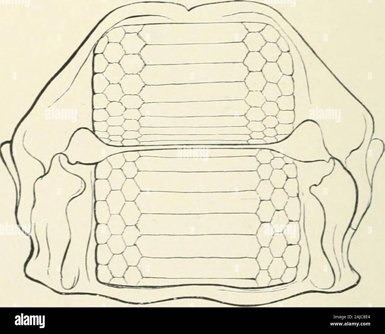 Eagle ray teeth hi-res stock photography and images - Alamy