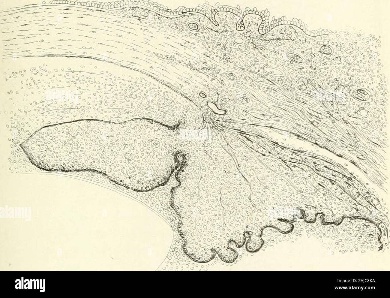 Syphilitica hi-res stock photography and images - Alamy