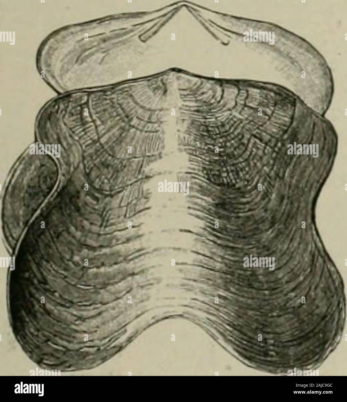 Placuna hi-res stock photography and images - Alamy