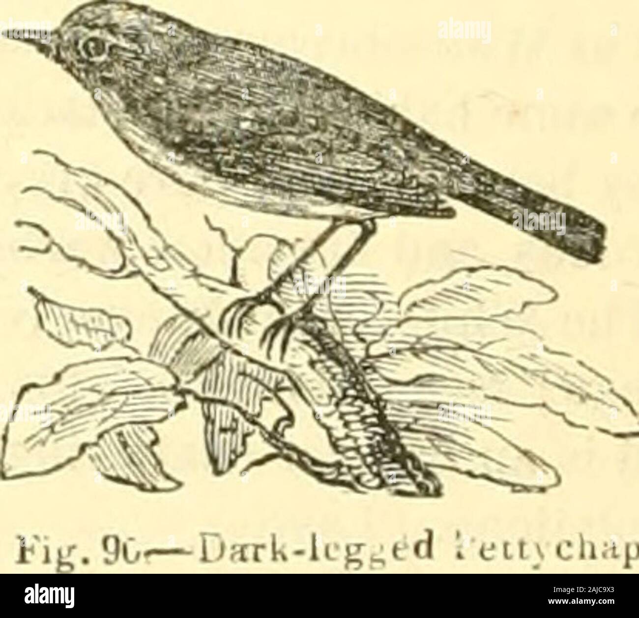 The animal kingdom, arranged after its organization : forming a natural ...