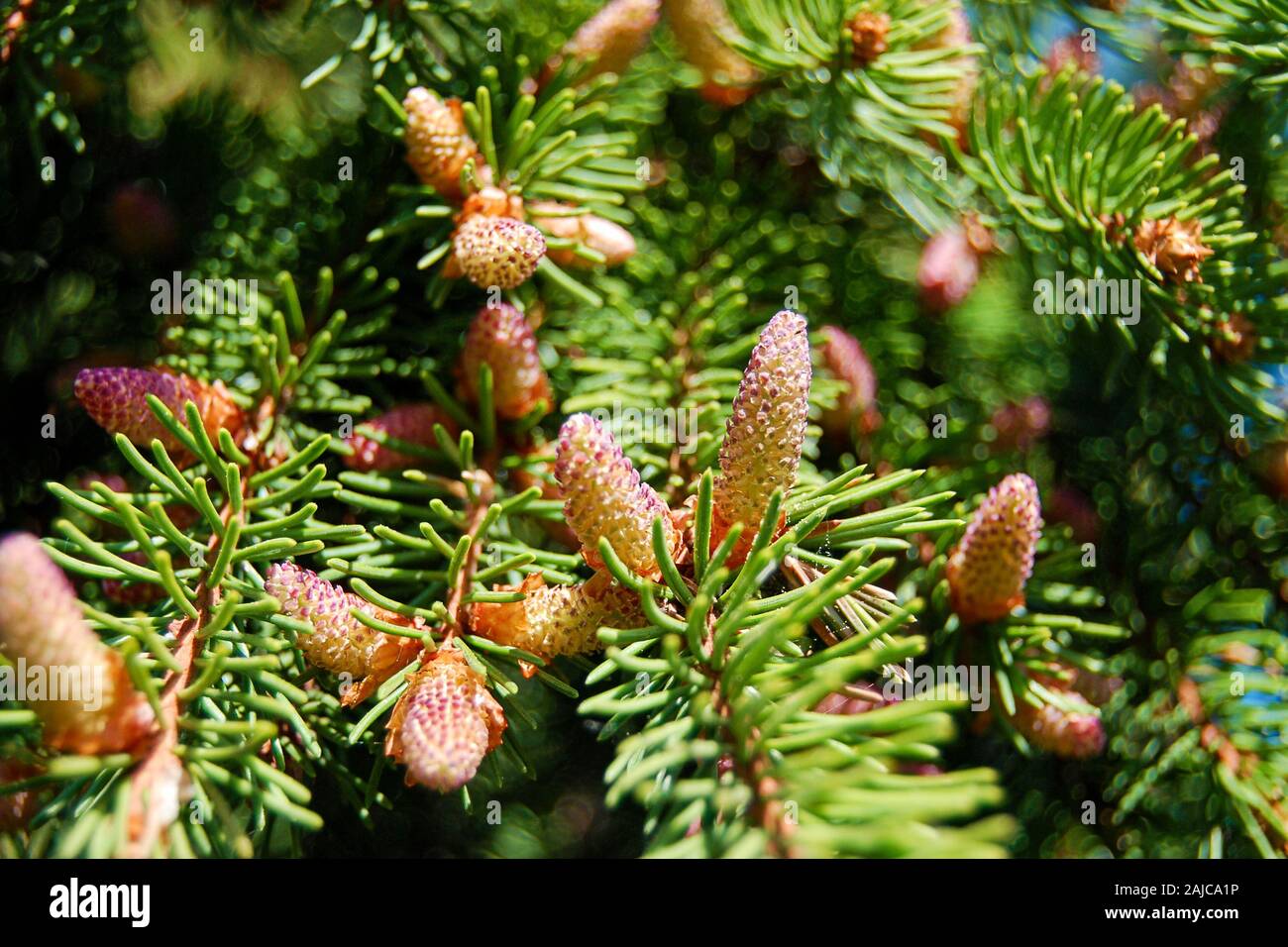 Conifer bud tree spring hi-res stock photography and images - Alamy