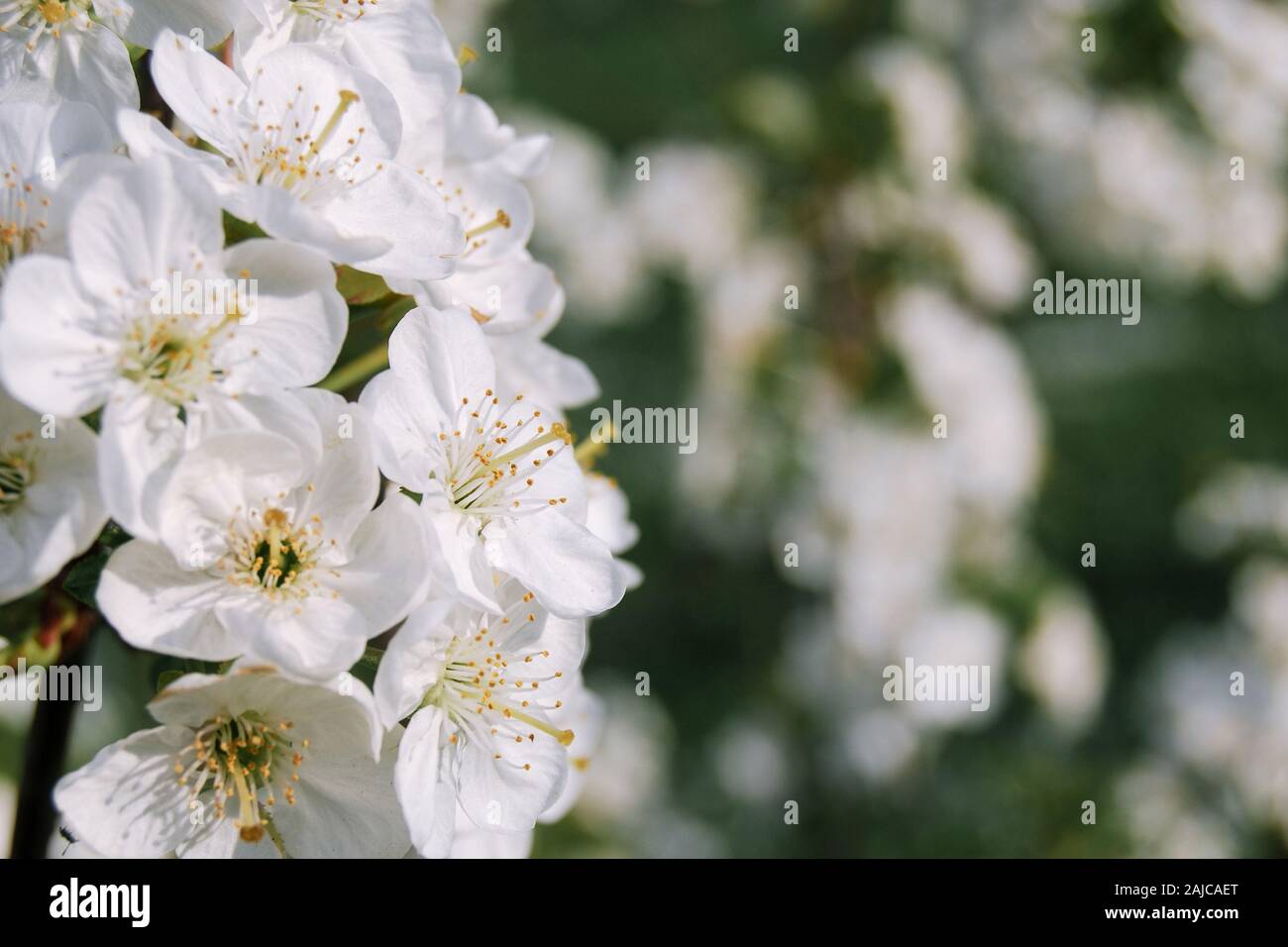 Closeup cherry spring tree hi-res stock photography and images - Alamy