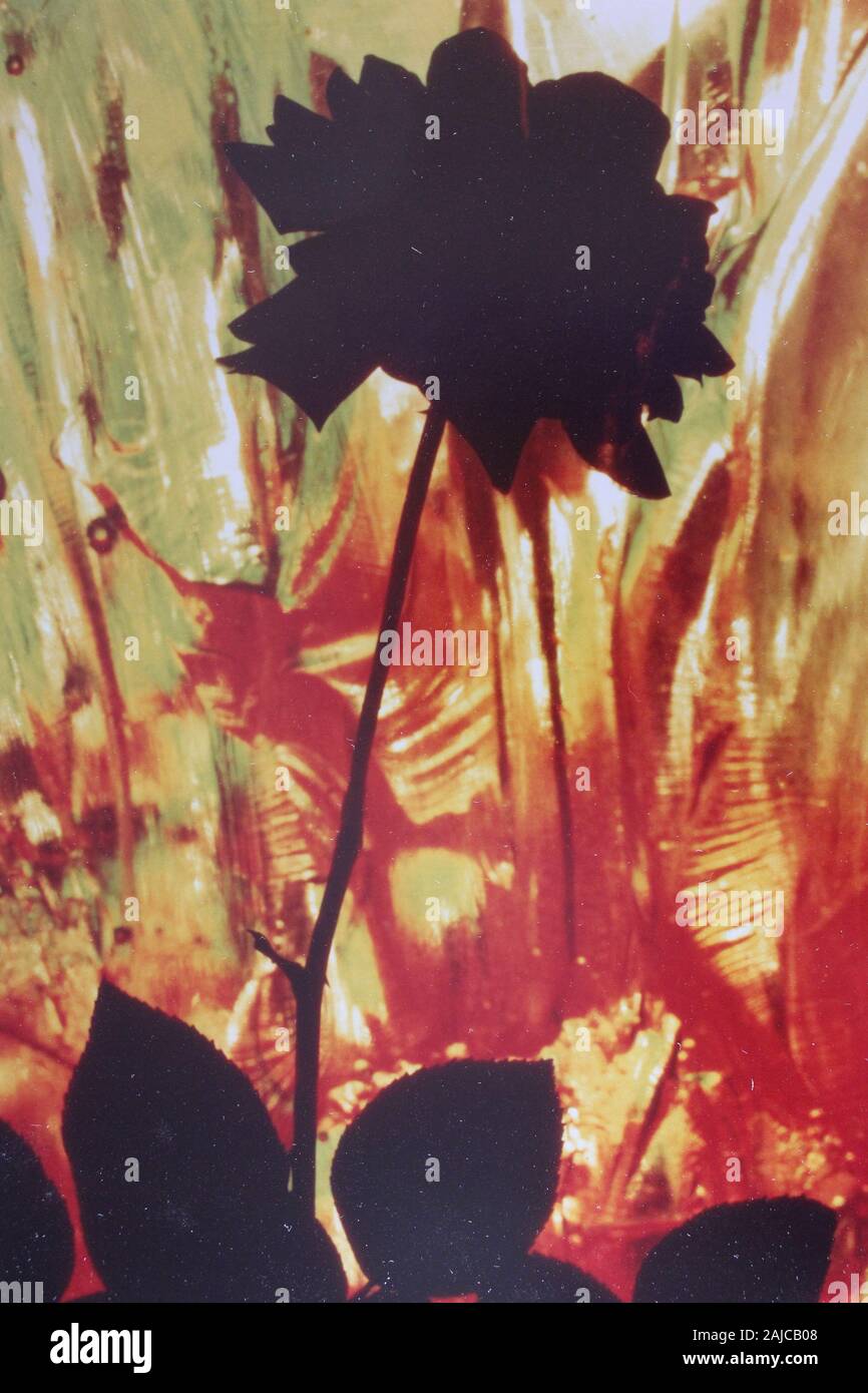 Fine 1970s color extreme photography of a beautiful flower in high ...