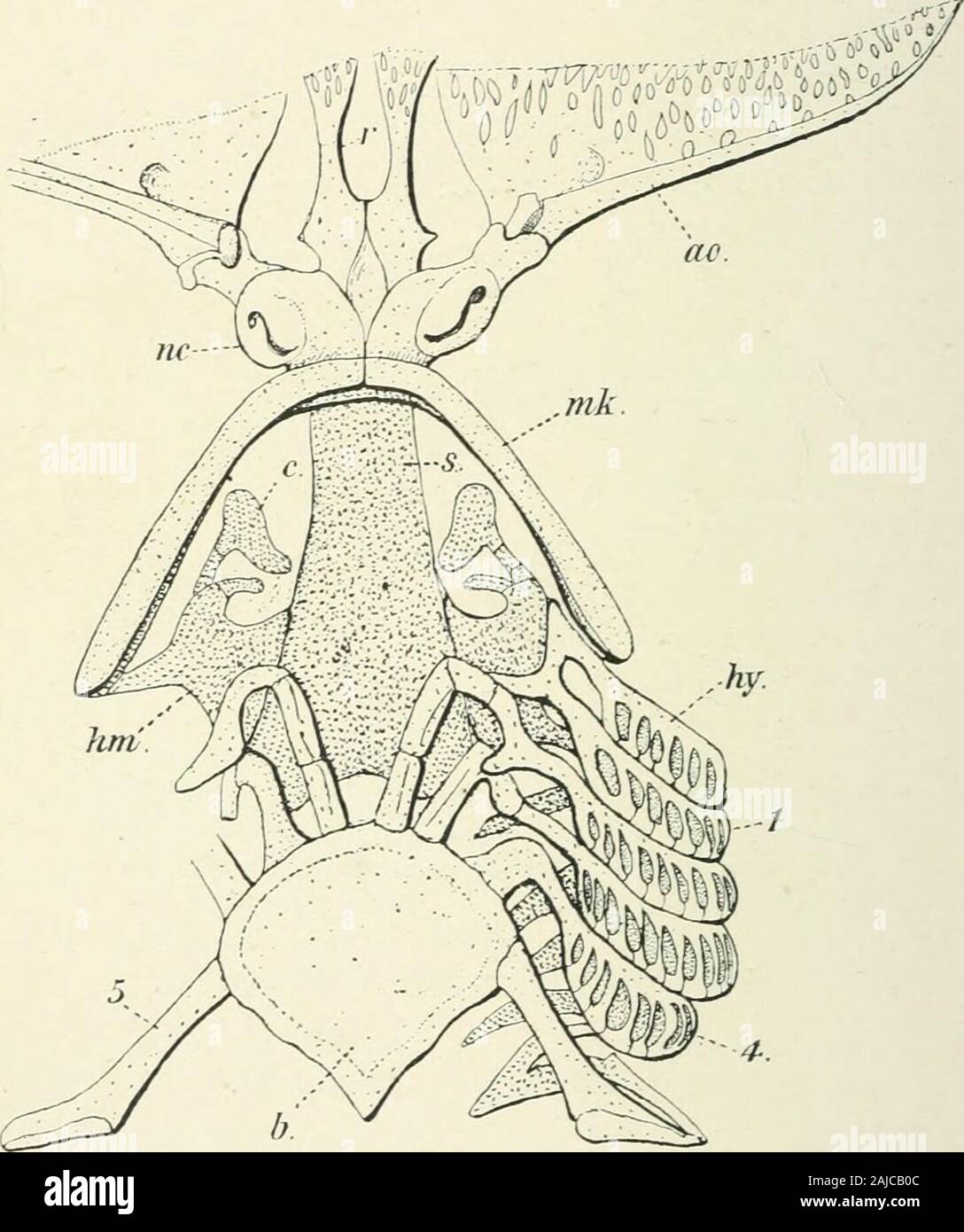 Torpedinidae family hi-res stock photography and images - Alamy