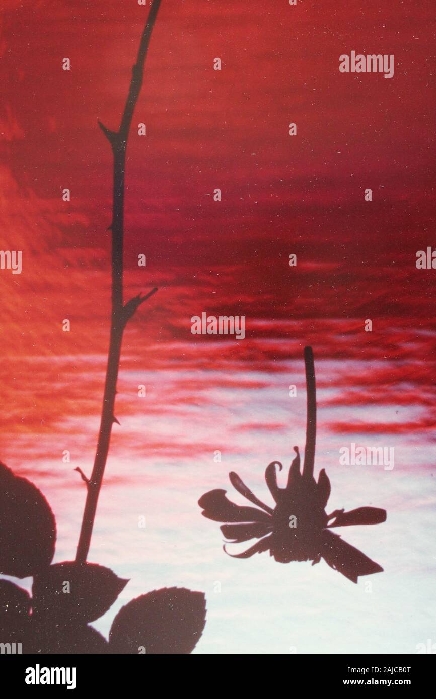 Fine 1970s color extreme photography of a beautiful flower in high ...