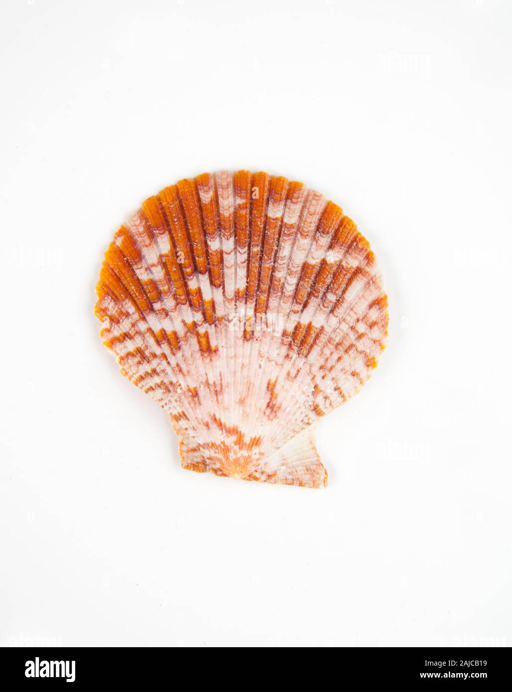 One half shell with ridges isolated on a light background. This ...
