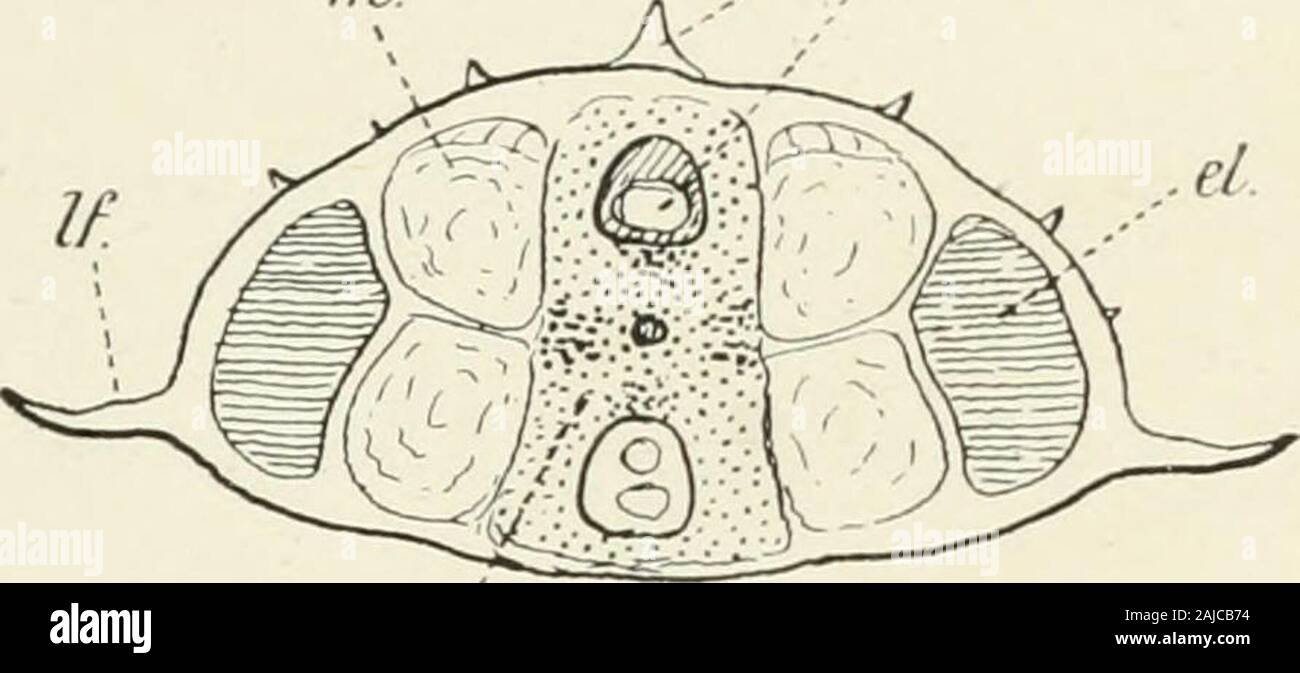 A treatise on zoology . rostrum is drawn out into a longflattened blade ...