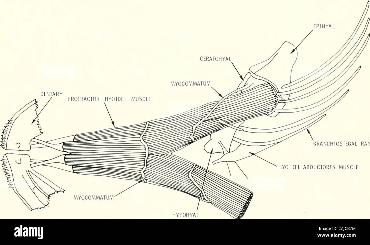 Occasional papers of the California Academy of Sciences ...