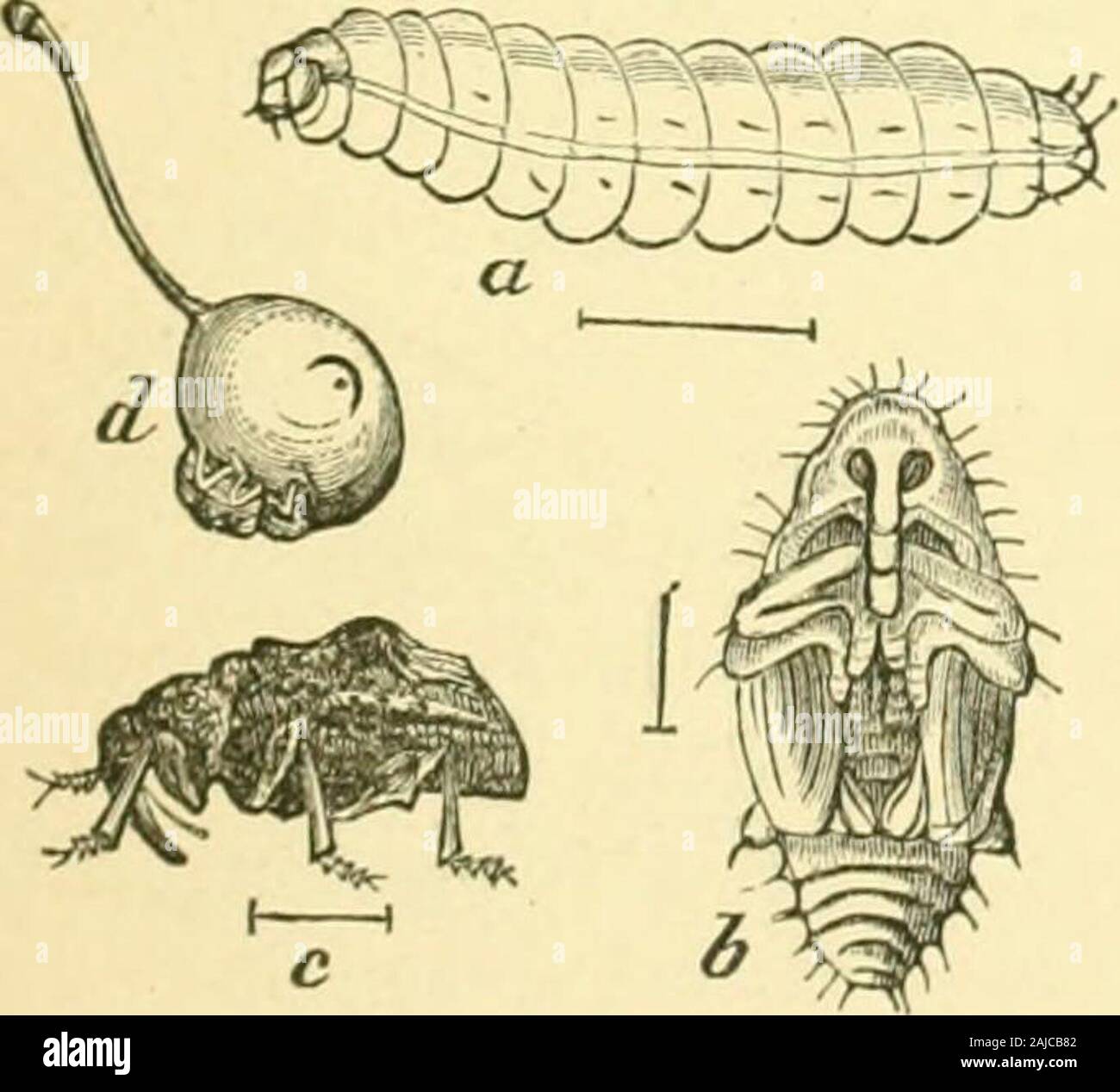 Adaptive species hi-res stock photography and images - Alamy