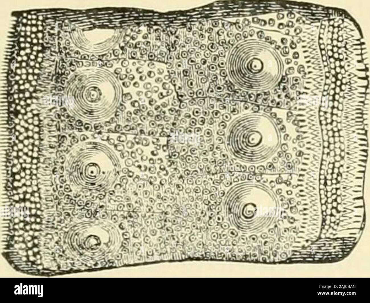 Perforated tubercles hi-res stock photography and images - Alamy