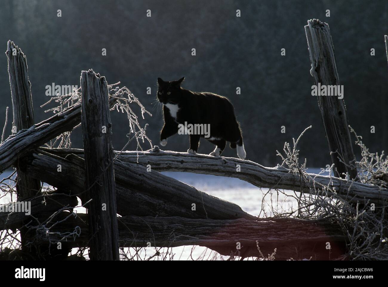 Cat on a rail hi-res stock photography and images - Alamy