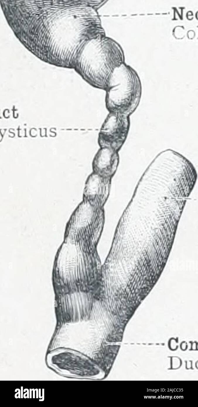 Cystic Duct Anatomy