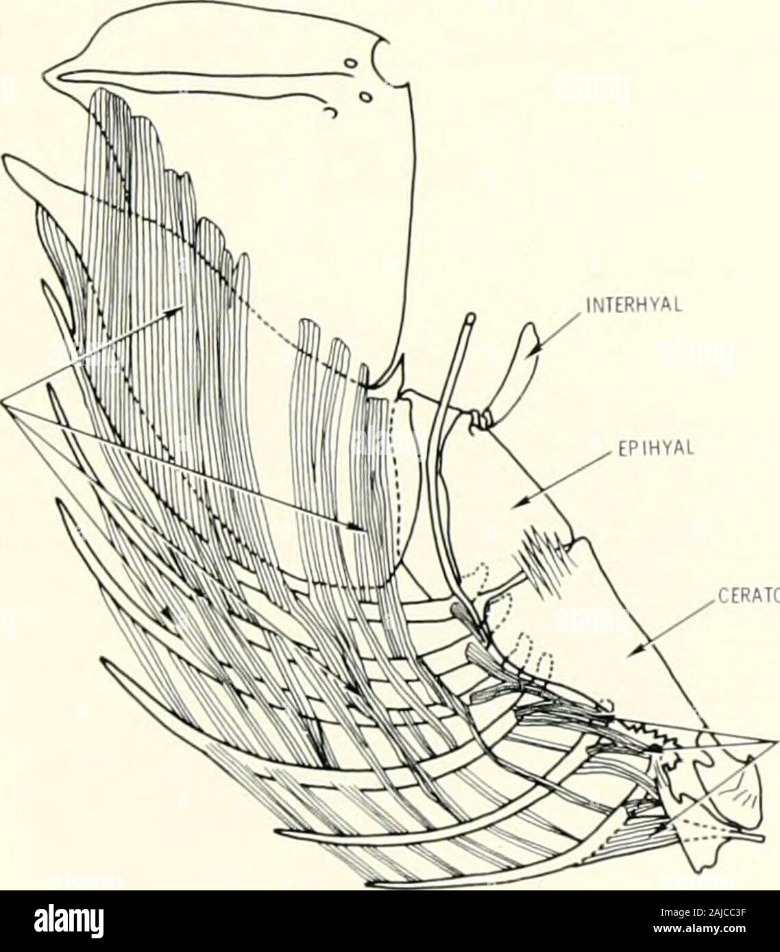 Occasional papers of the California Academy of Sciences . RAMUS ...
