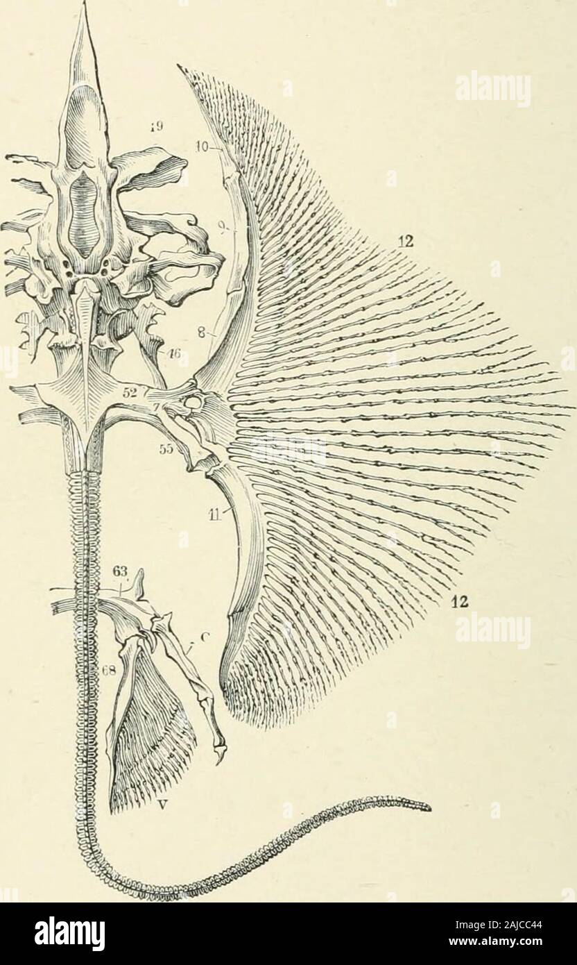 Antorbital hi-res stock photography and images - Alamy