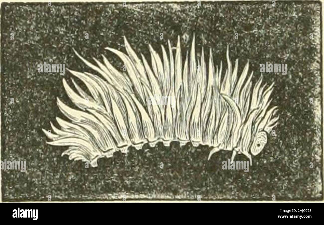 Half hours with insects . common sul-phur yellow butterfly, which ...