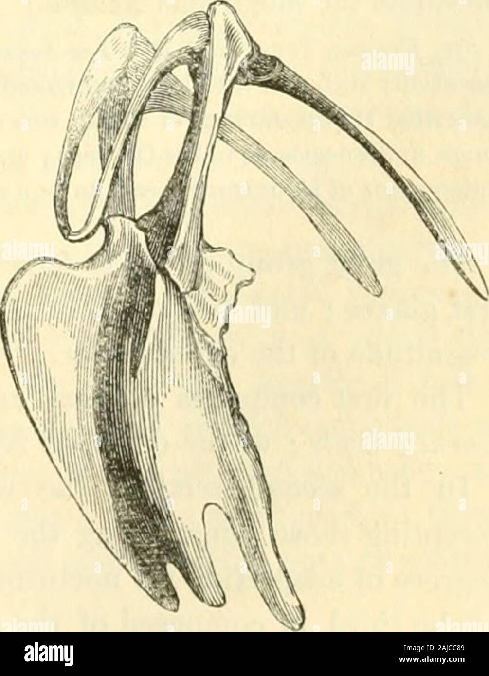 Oi division hi-res stock photography and images - Alamy