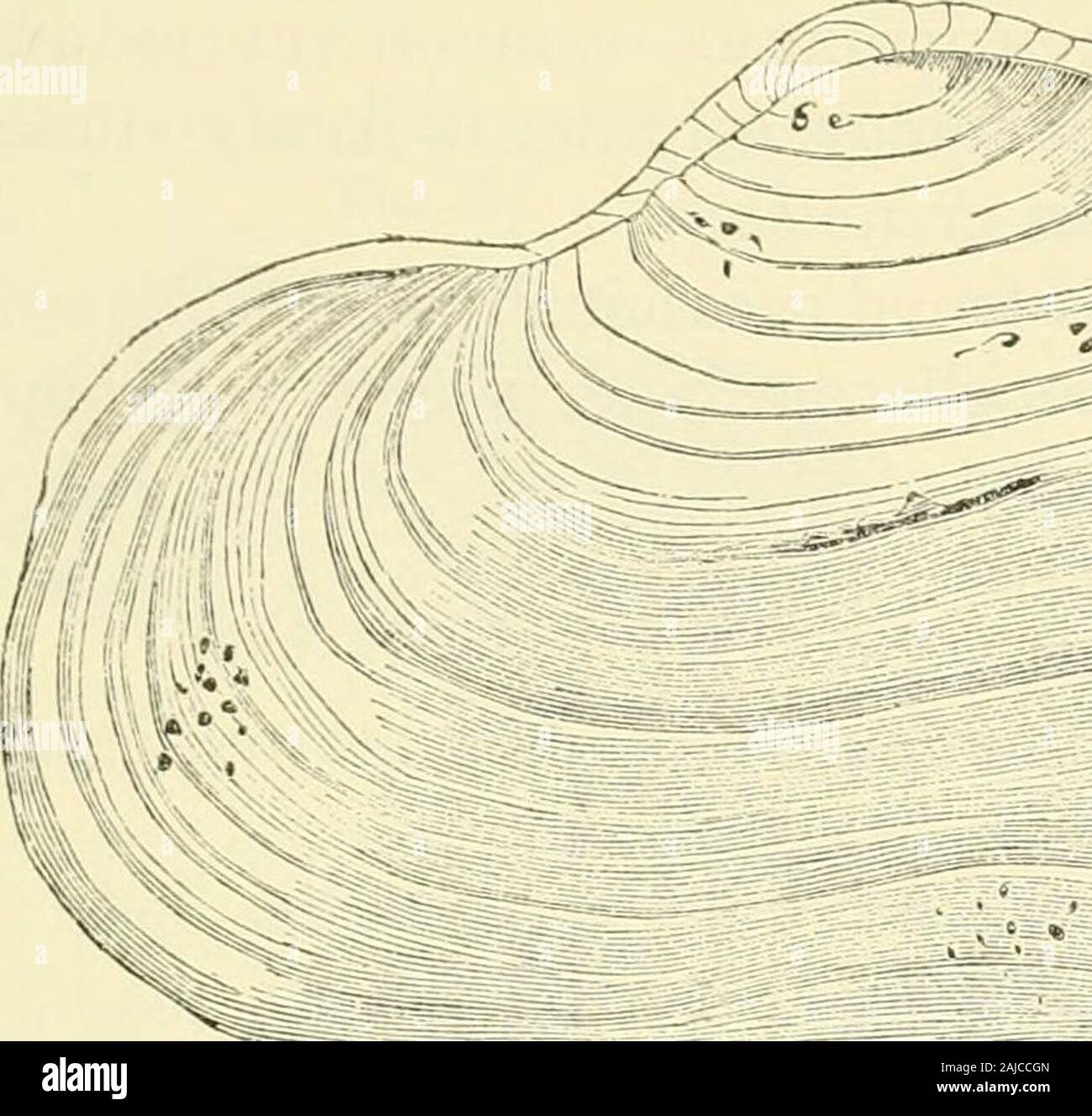 Bulletins of American paleontology . North Carolina Geol. Sur.: Emmons ...